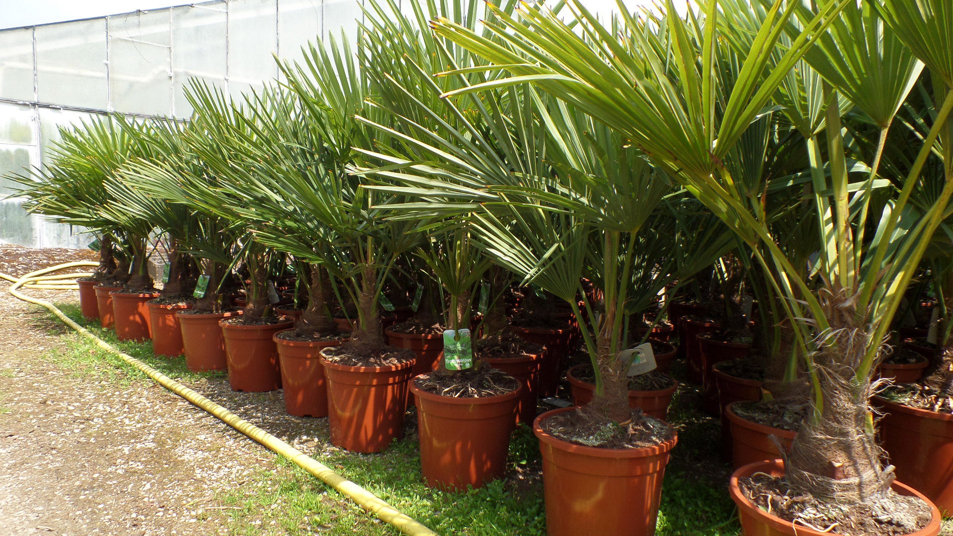 Palme XL 120-150 cm Trachycarpus fortunei, Hanfpalme, winterhart bis -18°C